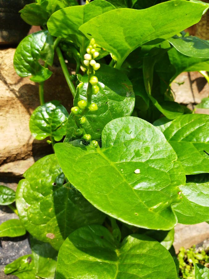 Malabar ornamental plants stock image. Image of food - 241000843