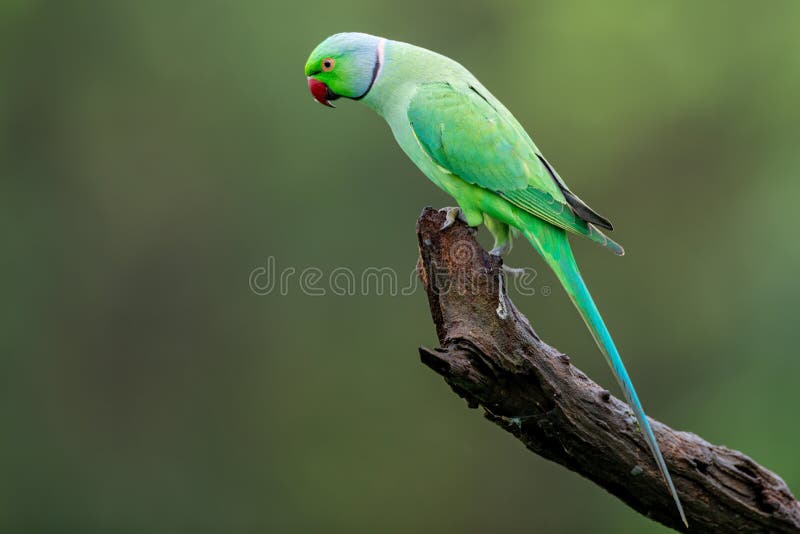 Malabar Parakeet or Blue-winged Parakeet Stock Photo - Image of forests ...