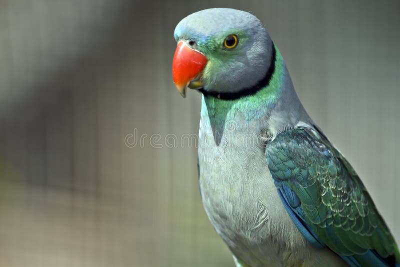 A malabar parakeet stock photo. Image of teal, malabar - 130504756
