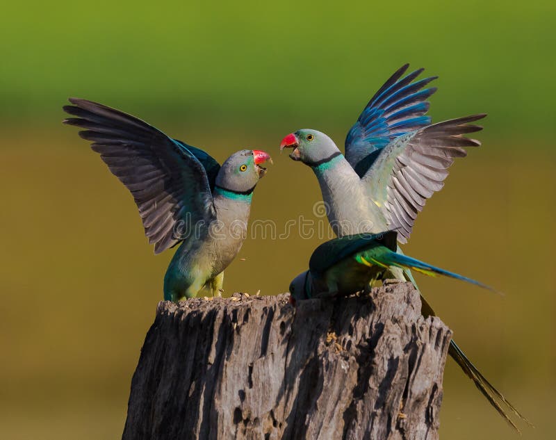Malabar parakeet fighting stock image. Image of parakeet - 269041903