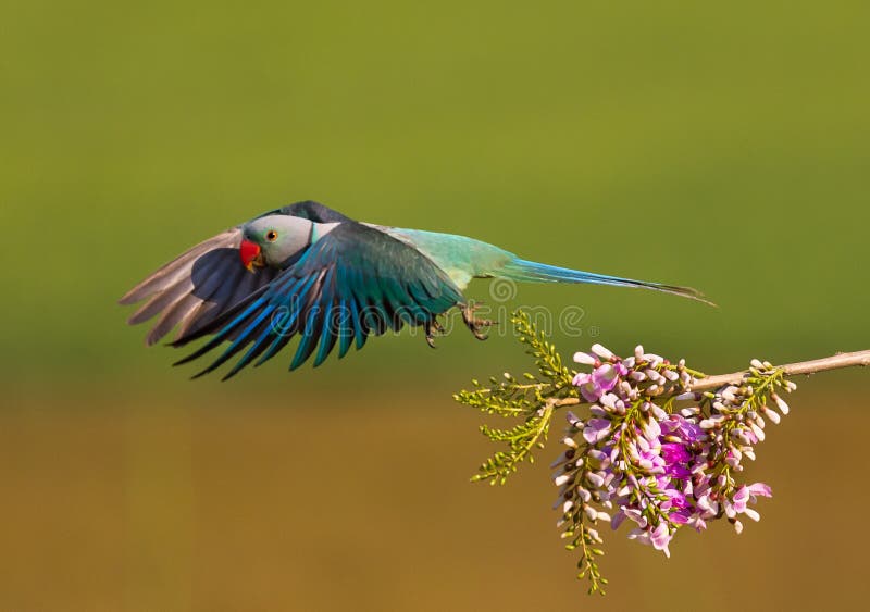 Malabar Parakeet flight stock photo. Image of ornithology - 269041978