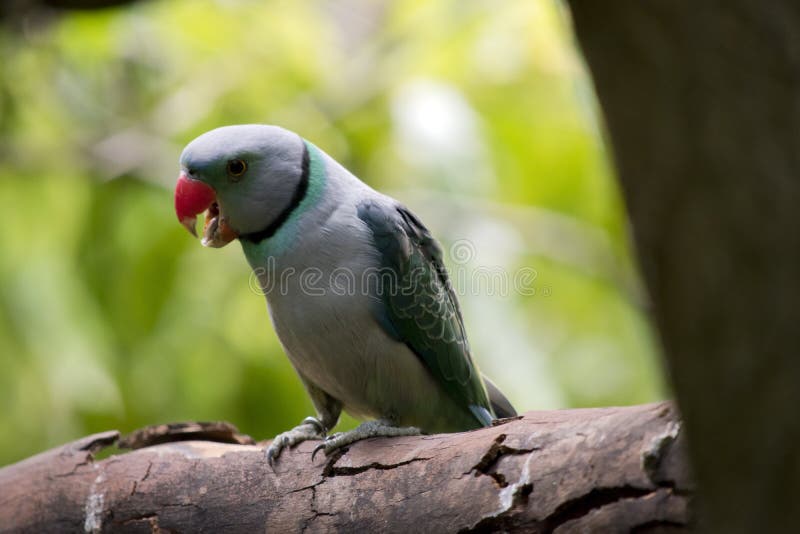 The Malabar Parakeet is Light Blue with Green Wings and Orange Bill ...