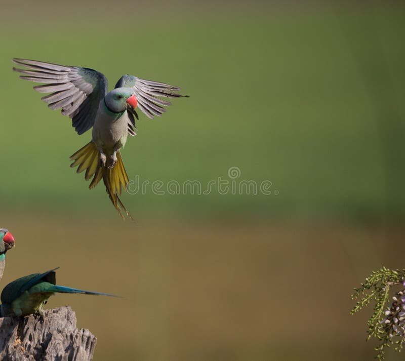 Malabar parakeet stock image. Image of colors, wild - 269041771