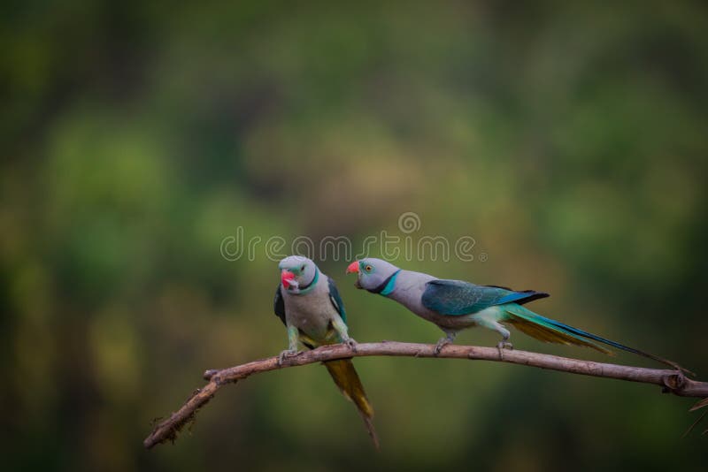 Malabar Parakeets Fight for Their Pairs Stock Image - Image of leaf ...