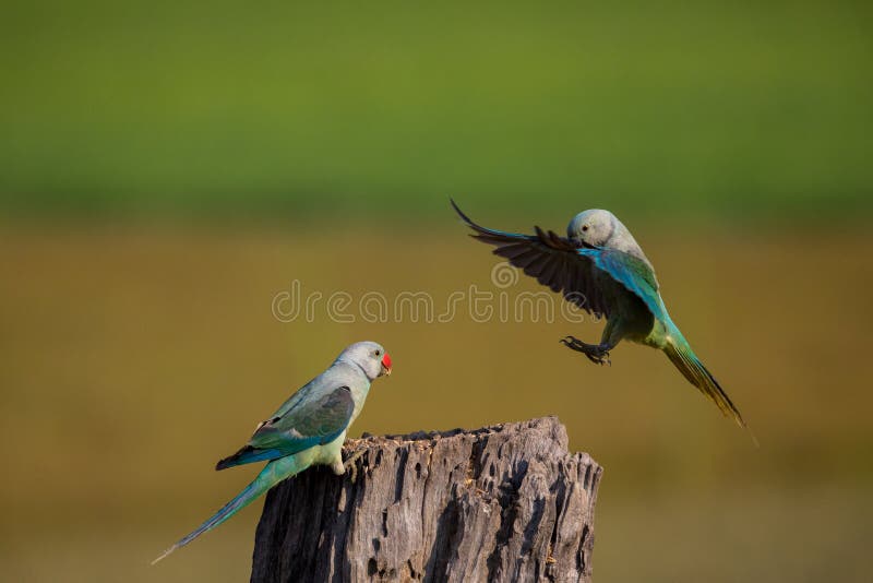 Malabar Parakeets Stock Photos - Free & Royalty-Free Stock Photos from ...