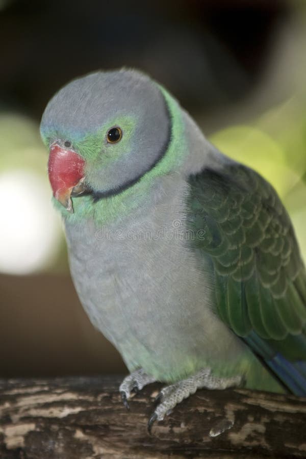 Malabar Parrot - Blue-Winged Parakeet - Psittacula Columboides in Its ...