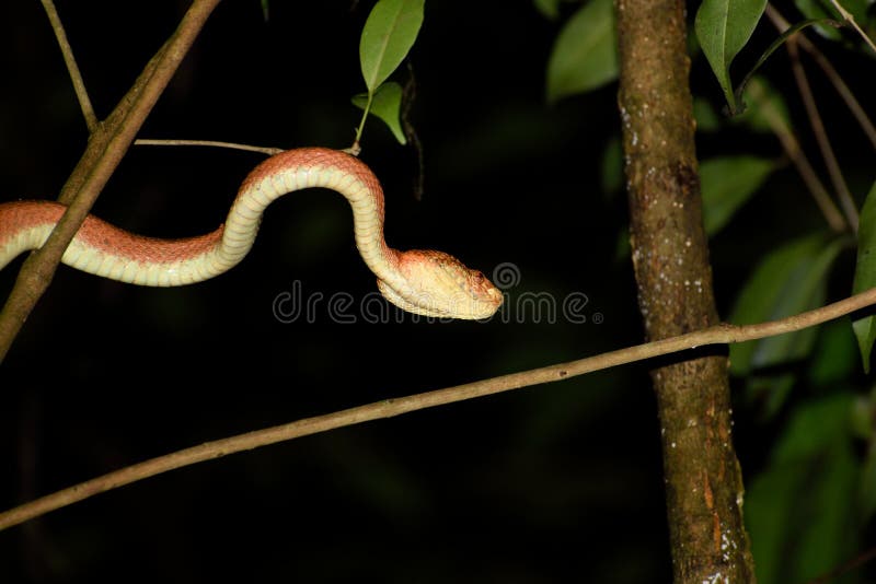 Malabar Pit Viper Snake Orange Morph Stock Image - Image of wildlife ...