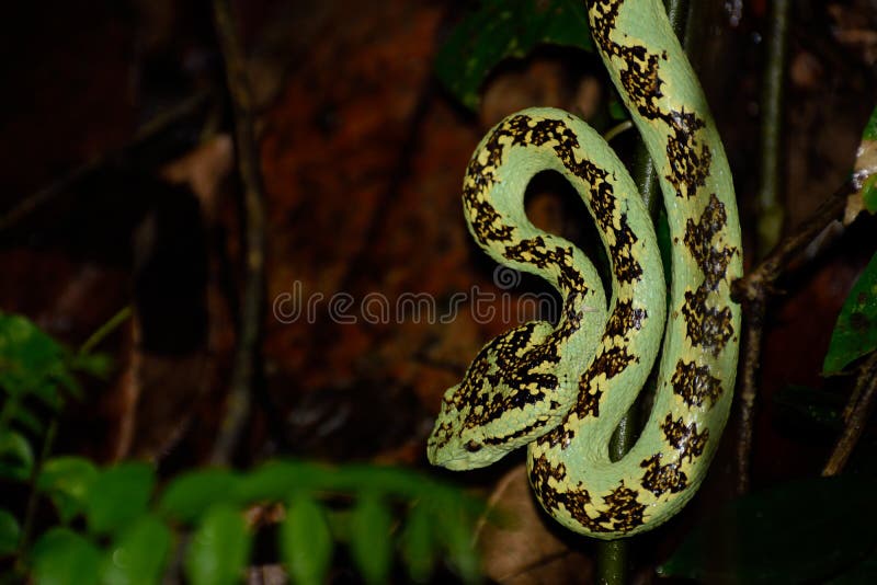 Malabar Pit Viper Snake Green Morph Stock Image - Image of amphibian ...