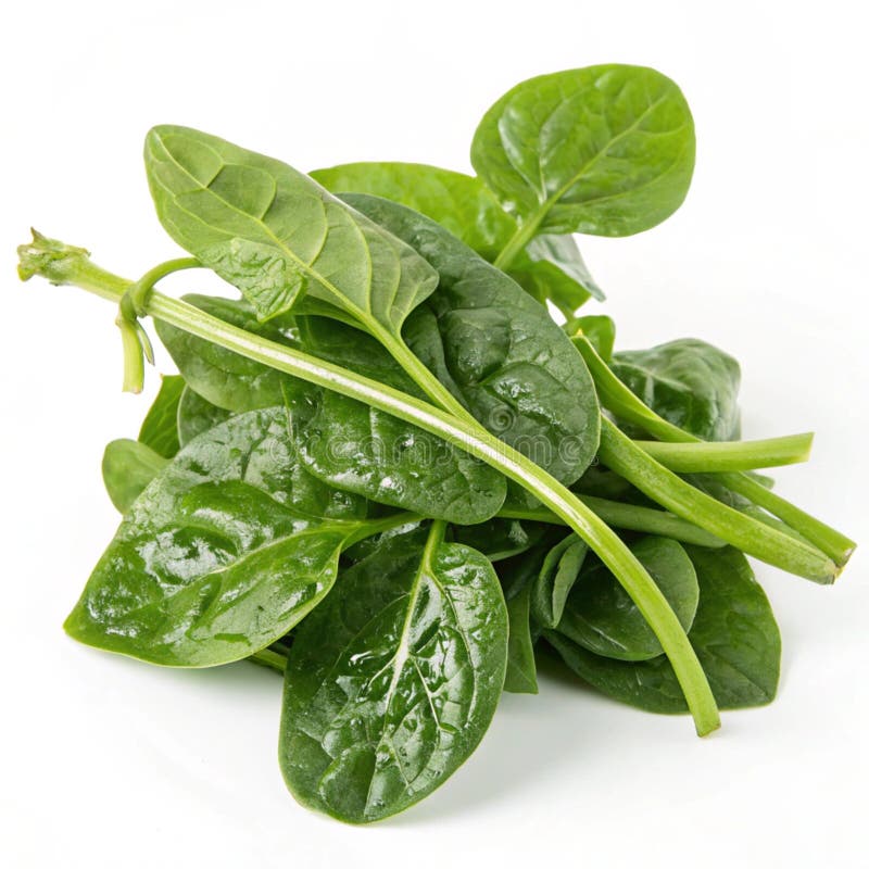 Malabar Spinach or Basella Alba Used As a Vegetable Stock Illustration ...