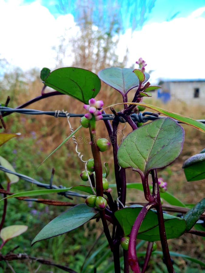 Malabar Spinach, Ceylon Spinach, Indian Spinach, Vine Spinach, or ...