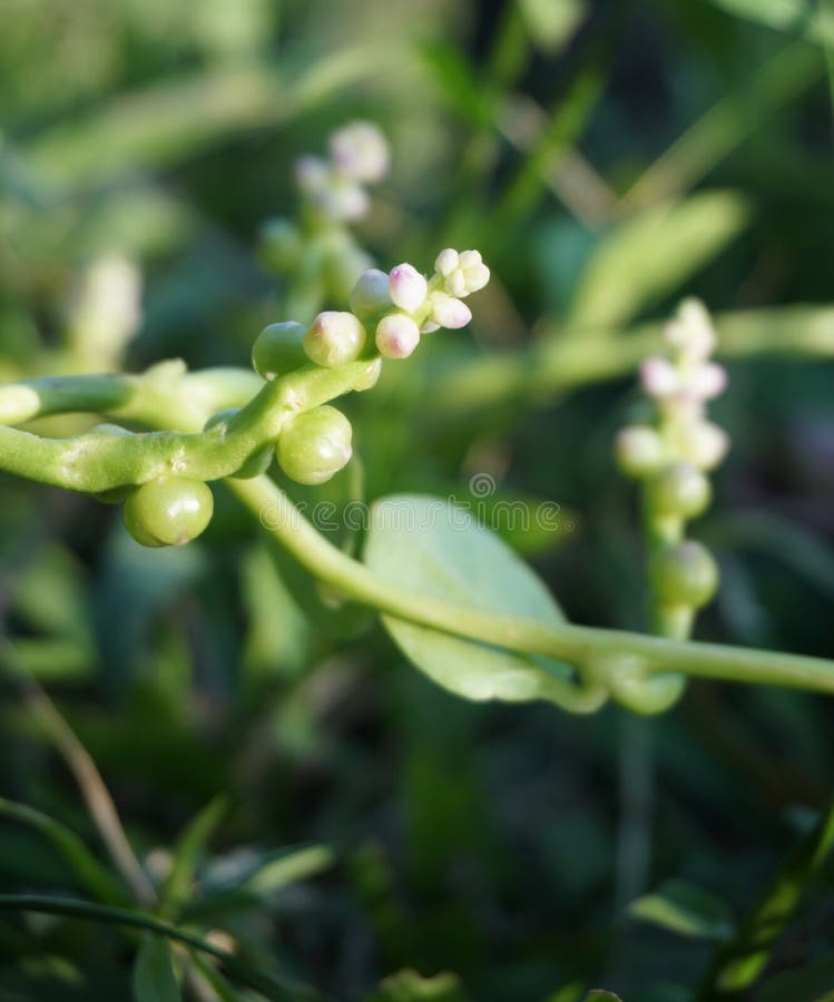Malabar spinach flowers stock photo. Image of organic - 265014908