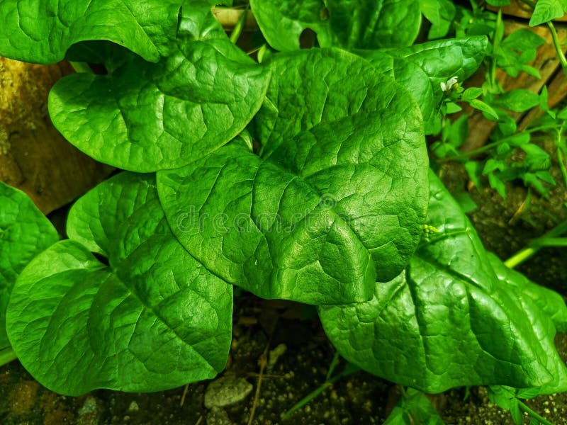 Malabar Spinach or Horenso is a Vegetable Whose Leaves are Eaten Stock ...