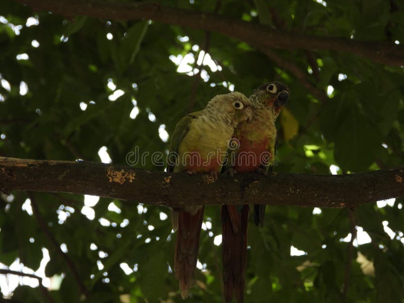 Conure Pair Perching on a Tree Branch Stock Photo - Image of parrot ...