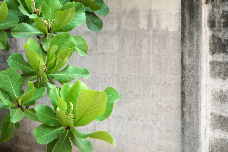 Malabar Tree with an Old Cement Wall Stock Photo - Image of background ...