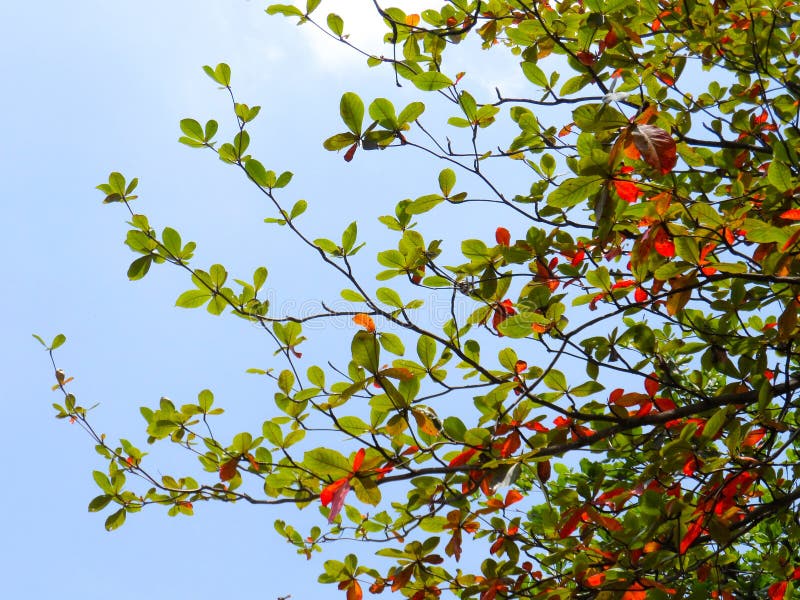 Malabar Trees Start To Blossom in Summer. Stock Image - Image of growth ...