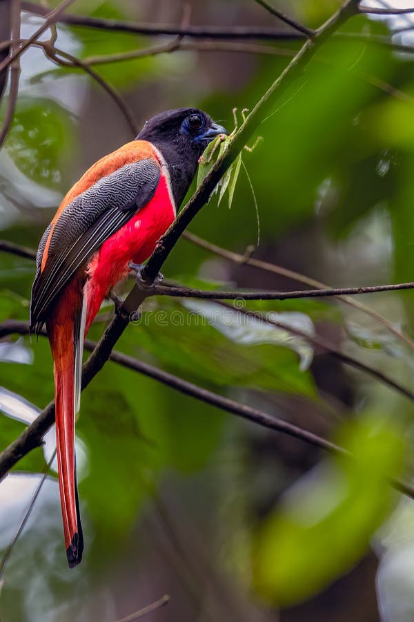 Malabar Trogan at Thattekad Forest, Kerala, India Stock Image - Image ...