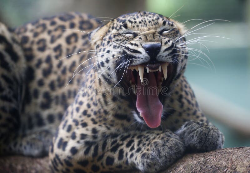 Leopard in Malacca Zoo stock image. Image of wild, bird - 87326233