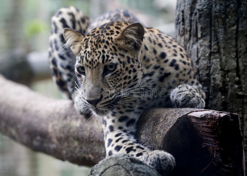 Leopard in Malacca Zoo stock image. Image of wild, bird - 87326233