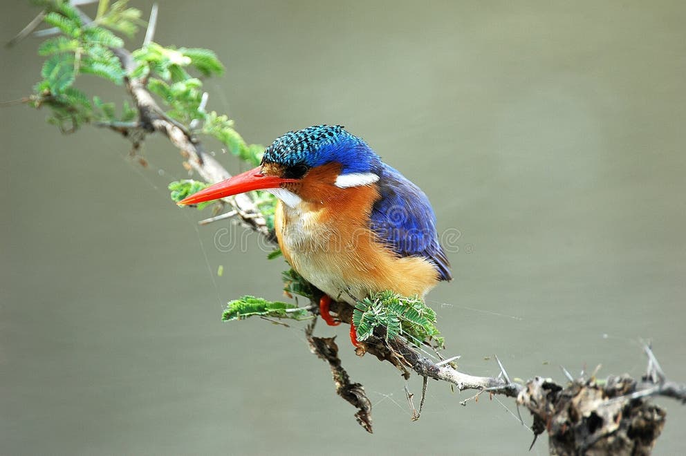 Malachite Kingfisher stock image. Image of bill, kingfisher - 1364395