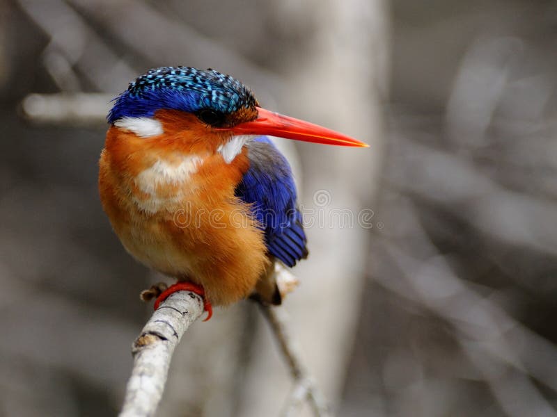 Malachite Kingfisher stock image. Image of bill, kingfisher - 1364395