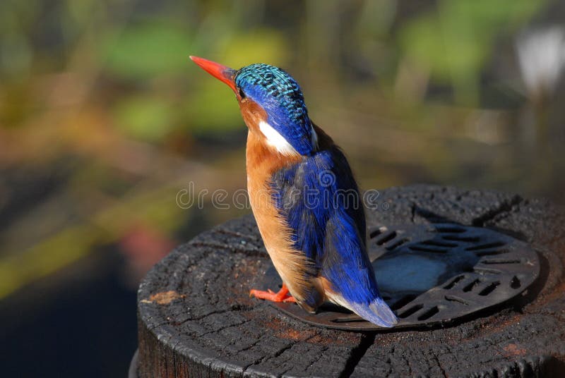 Raging Lion stock photo. Image of lions, submissive, male - 1956020