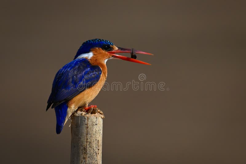 Malachite Kingfisher Catches Bug on Sawn-off Post Stock Photo - Image ...