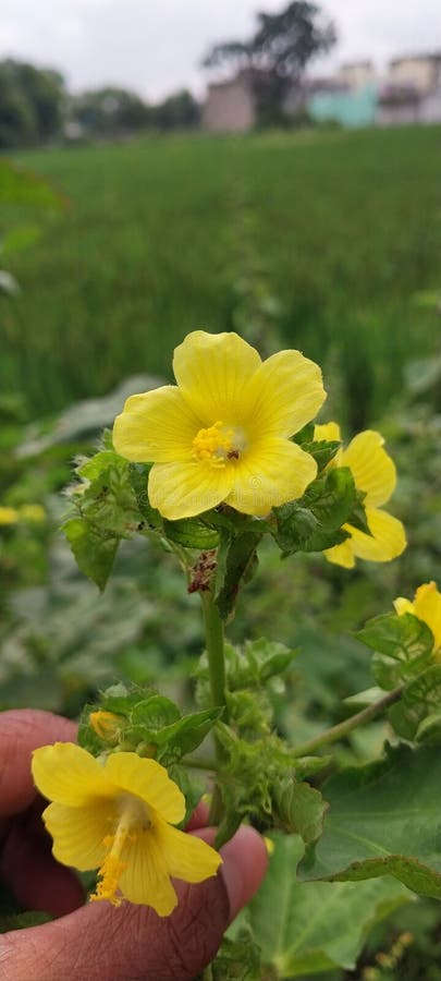 Malachra Stock Photos - Free & Royalty-Free Stock Photos from Dreamstime