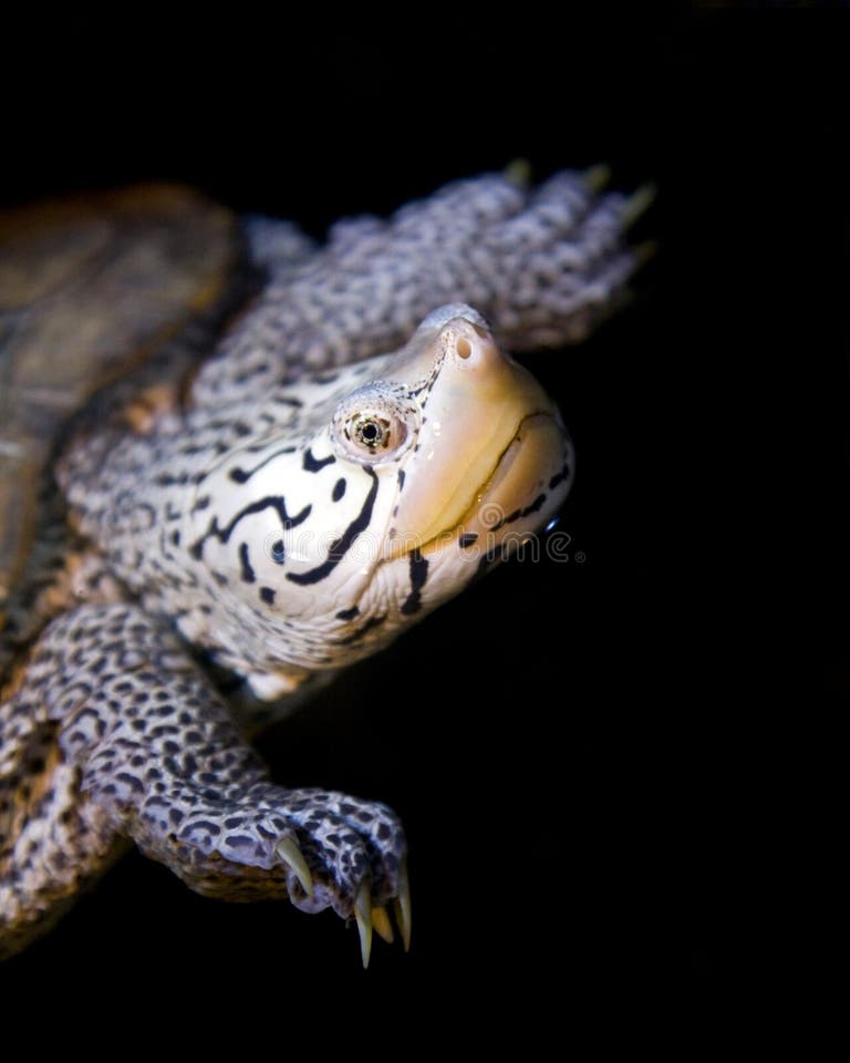 156 Diamondback Terrapin Turtle Stock Photos - Free & Royalty-Free ...
