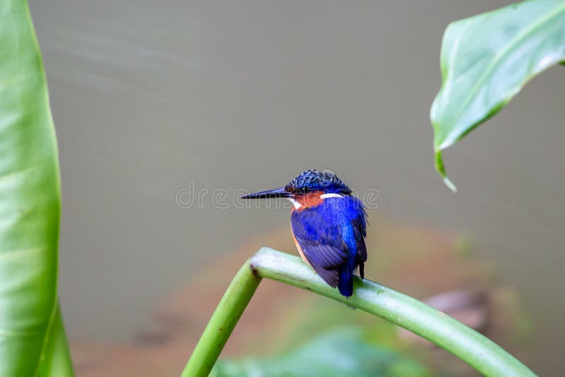 Malagasy Kingfisher, Corythornis Alcedo Vintsioides, in Nature Habitat ...
