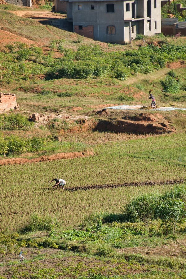 Malagasy Men Working in the Rice Fields Editorial Image - Image of tree ...