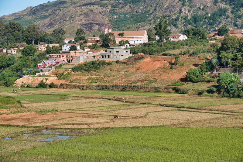 Malagasy Men Working in the Rice Fields Stock Photo - Image of farming ...