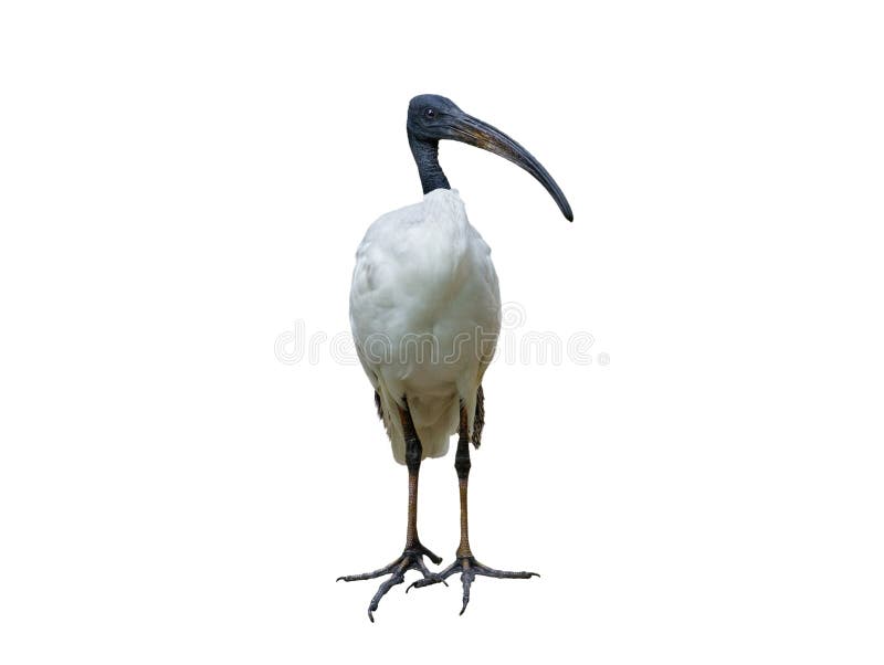 Malagasy Sacred Ibis Isolated on White Background Stock Image - Image ...