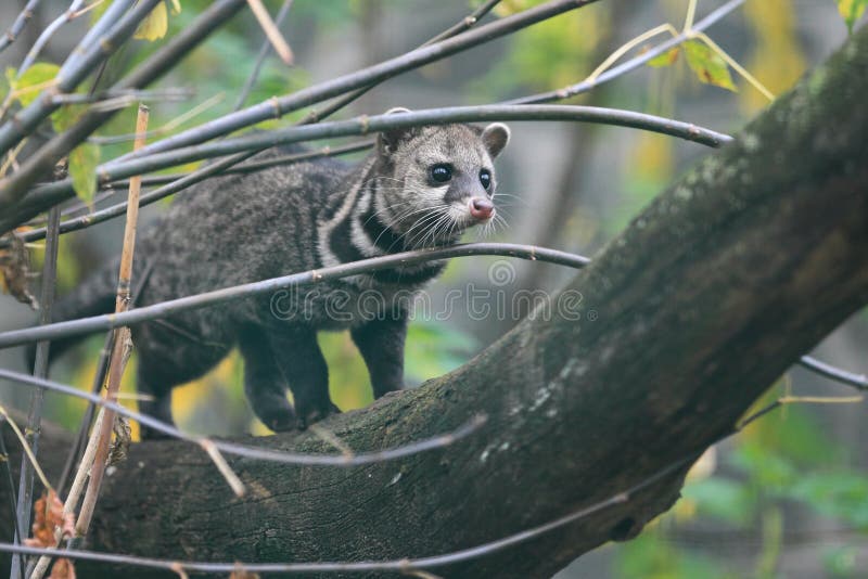 Malajiska sibet arkivfoto. Bild av vuxen, angus, malayan - 34895542