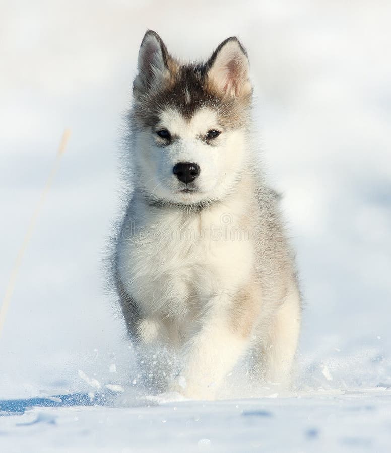 Malamut puppy stock image. Image of pedigreed, little - 38500823