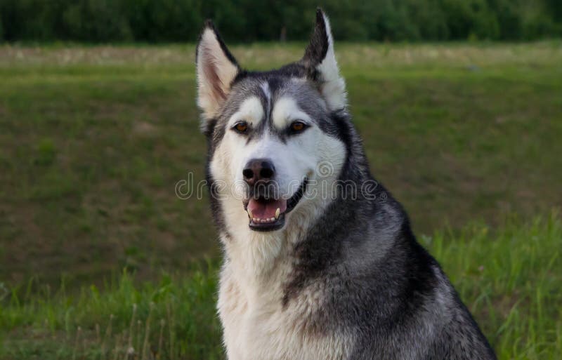 Malamute De Alaska De La Raza Del Perro Imagen de archivo - Imagen de ...