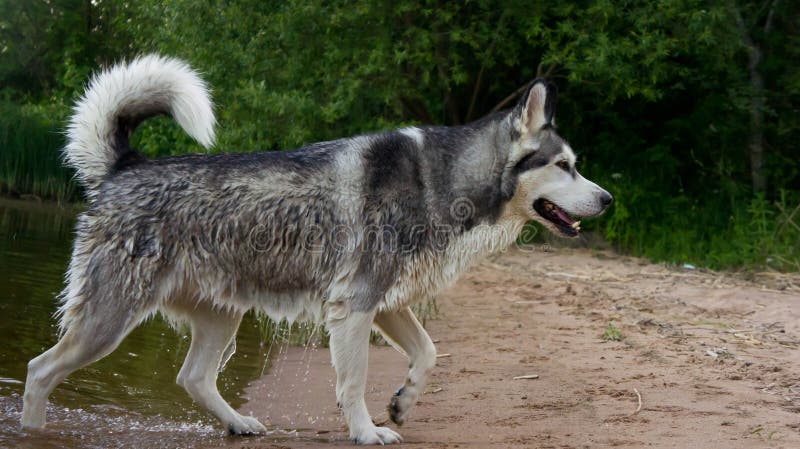 Malamute De Alaska De La Raza Del Perro Imagen de archivo - Imagen de ...