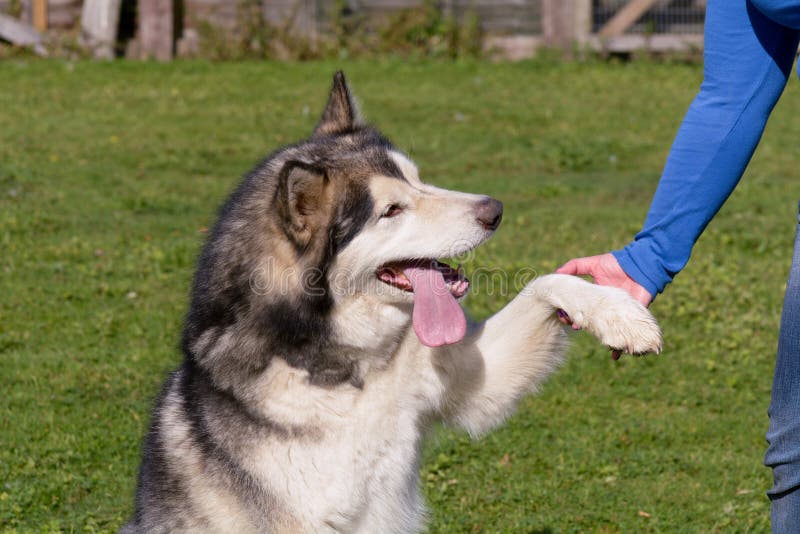 Malamute dog stock photo. Image of white, colour, grass - 45692576