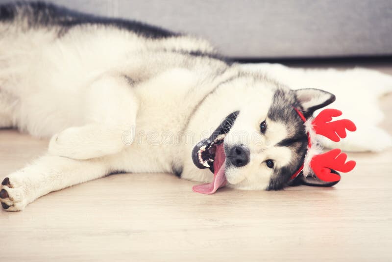 Malamute Dog with Red Horns Stock Image - Image of house, beauty: 163203801