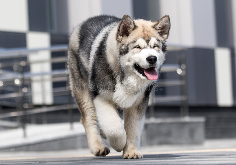 Malamute dog runs fast stock image. Image of running - 177060257