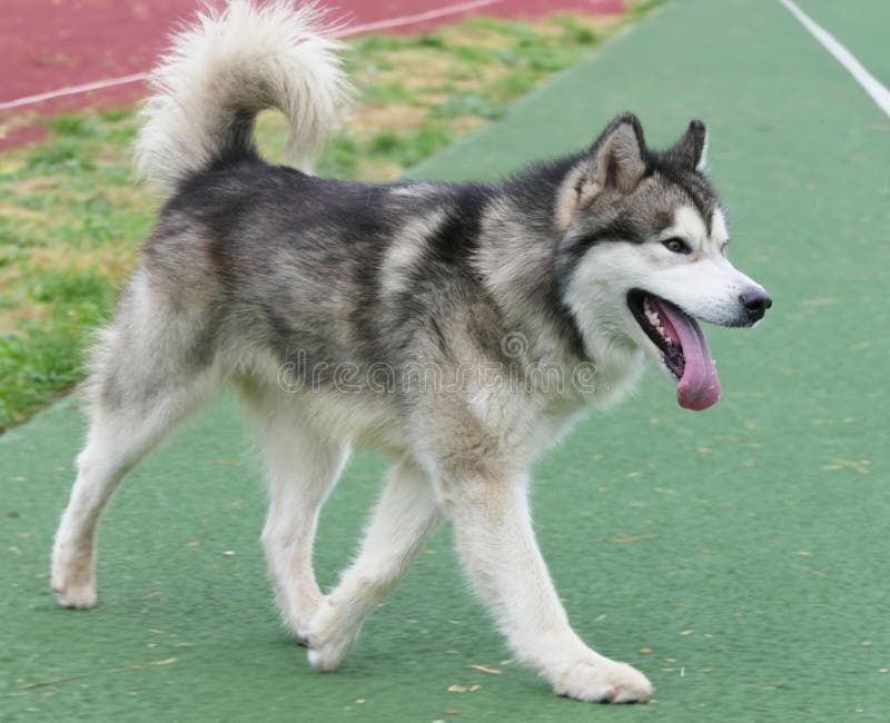 A Malamute Dog Runs in a Sports Stadium Stock Photo - Image of malamute ...