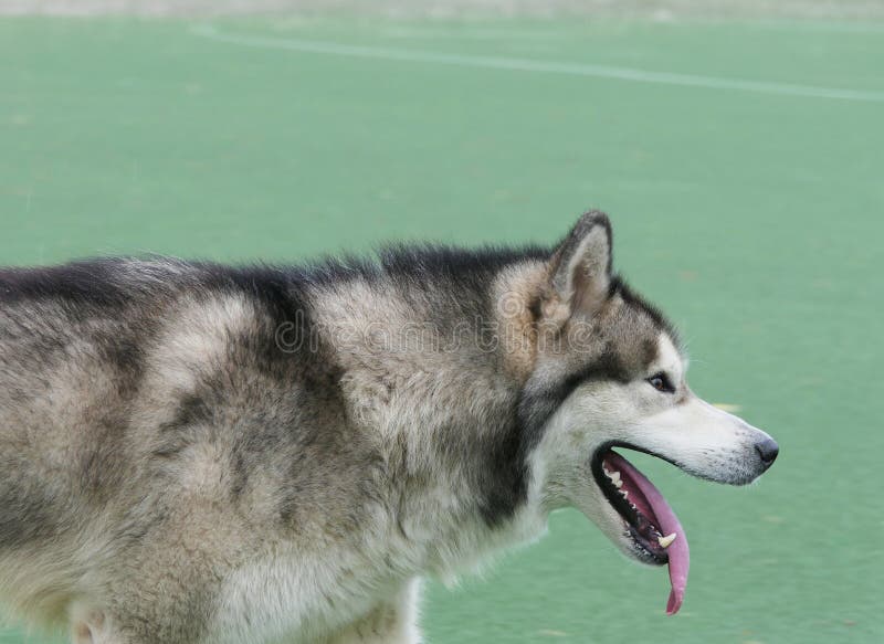 A Malamute Dog Runs in a Sports Stadium Stock Photo - Image of ...