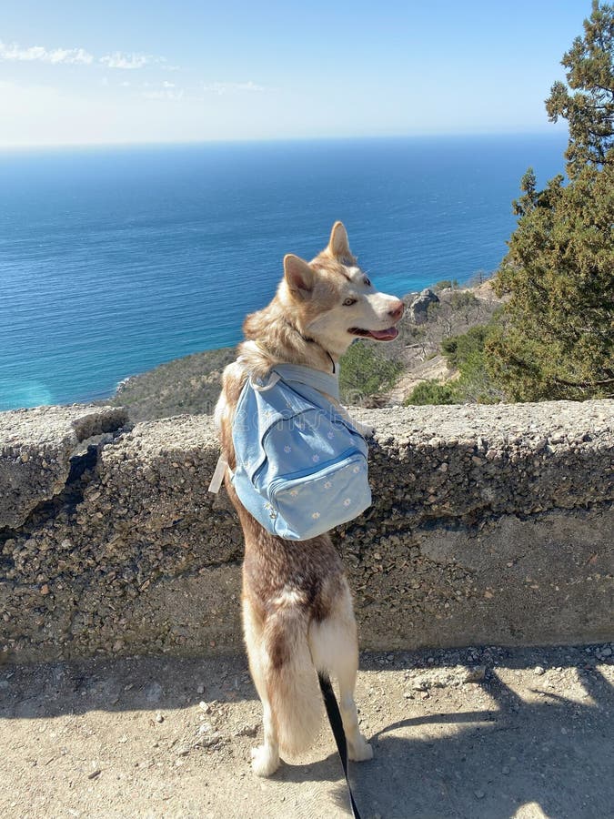 Malamute Dog Wearing Backpack Standing on the Rock Stock Image - Image ...