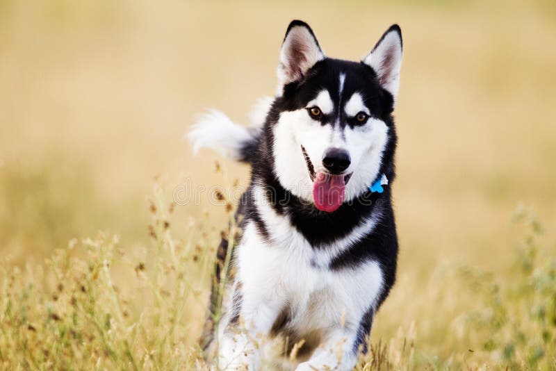 Alaskan Malamute Running stock photo. Image of open, alaskan - 51908270
