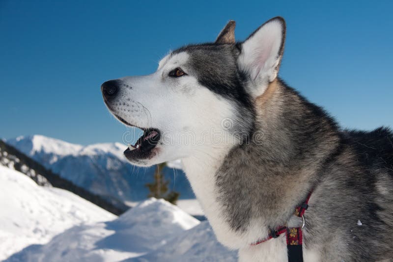 Alaskan Malamute howling stock image. Image of siberian - 25657215