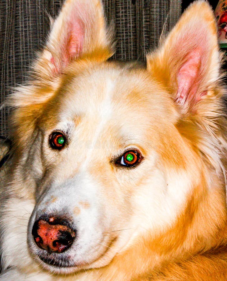 Malamute Husky Cross at Rest and Play. Calgary Alberta Canada Stock ...