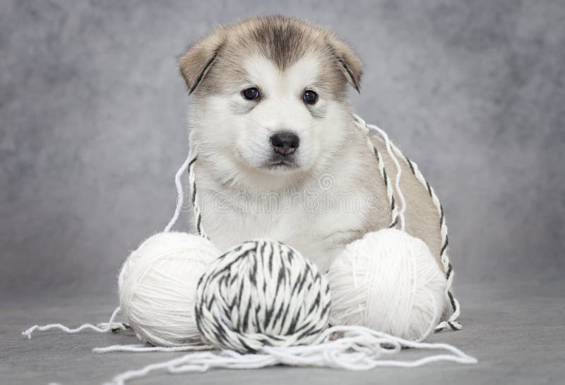 Malamute Puppy with a Ball of String Stock Photo - Image of fluffy ...