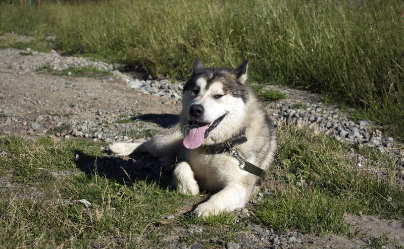 Malamutes dogs. stock image. Image of plants, motion - 153019879