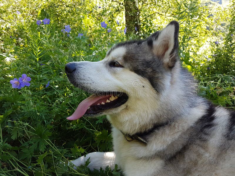 Malamutes dogs. stock image. Image of travel, stones - 153069617