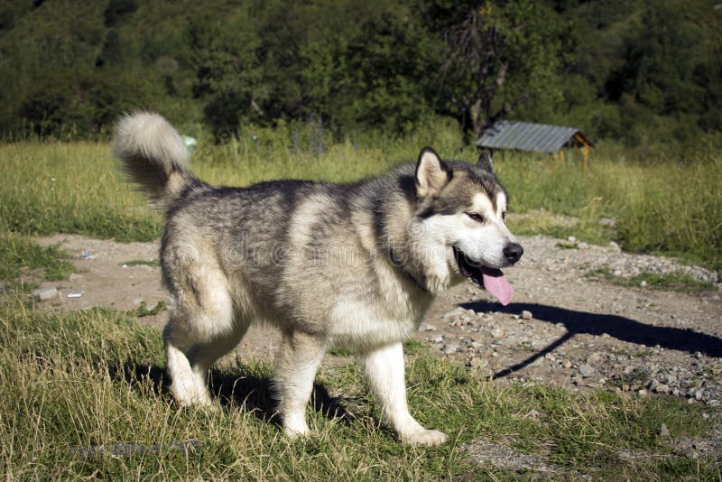 Malamutes dogs. stock image. Image of fresh, motion - 153075679