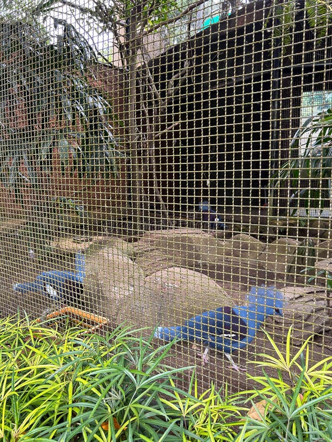 Animal Blue Bird Dove in a Cage at the Zoo Stock Image - Image of lawn ...
